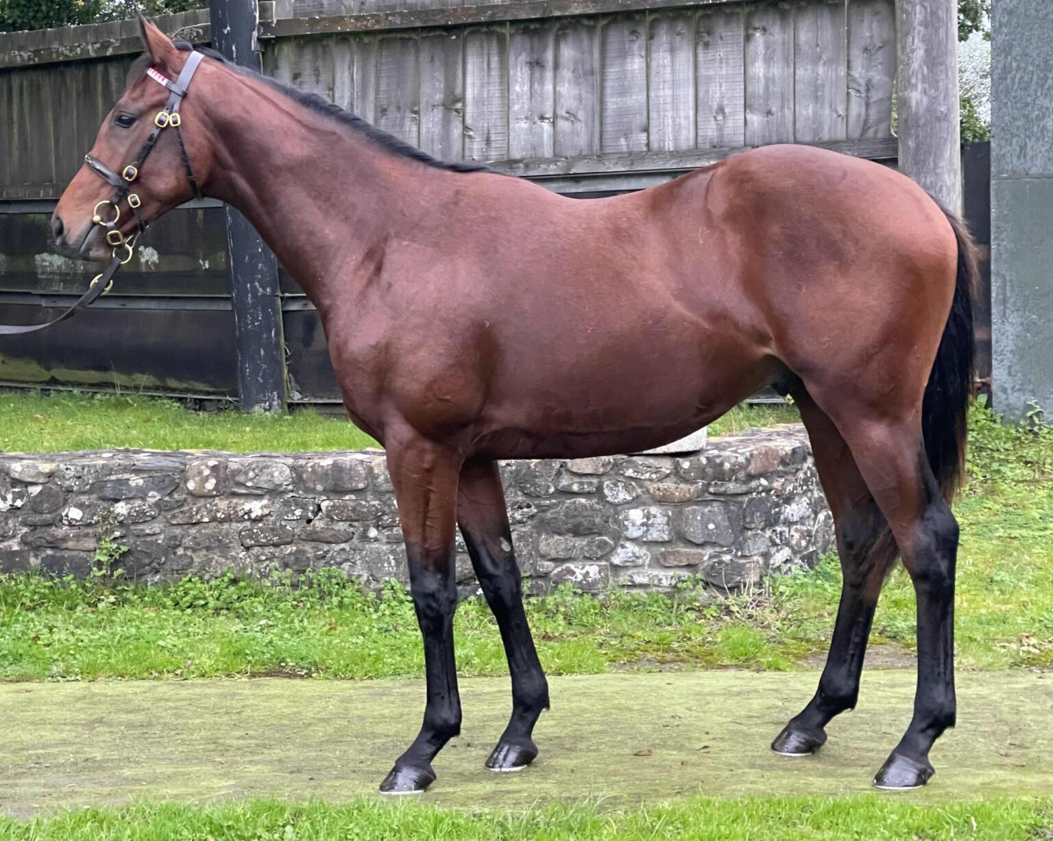 Shares Available - HP Racing