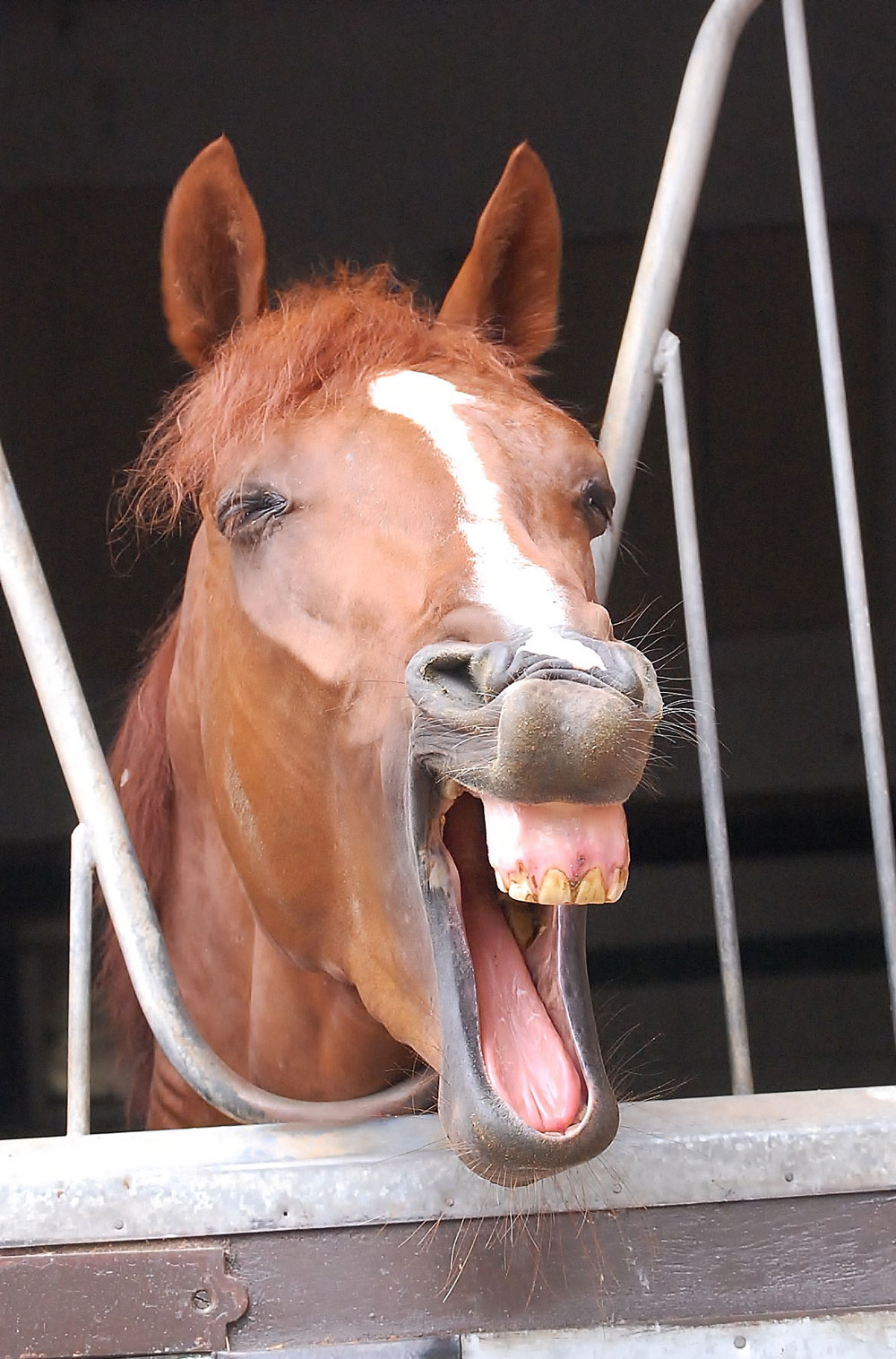 FIRST MOHICAN - HP Racing Hall of Fame Shefford Bloodstock