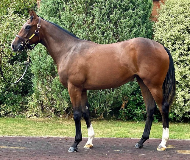 A GORGEOUS FILLY FOR 2023 - HP Racing